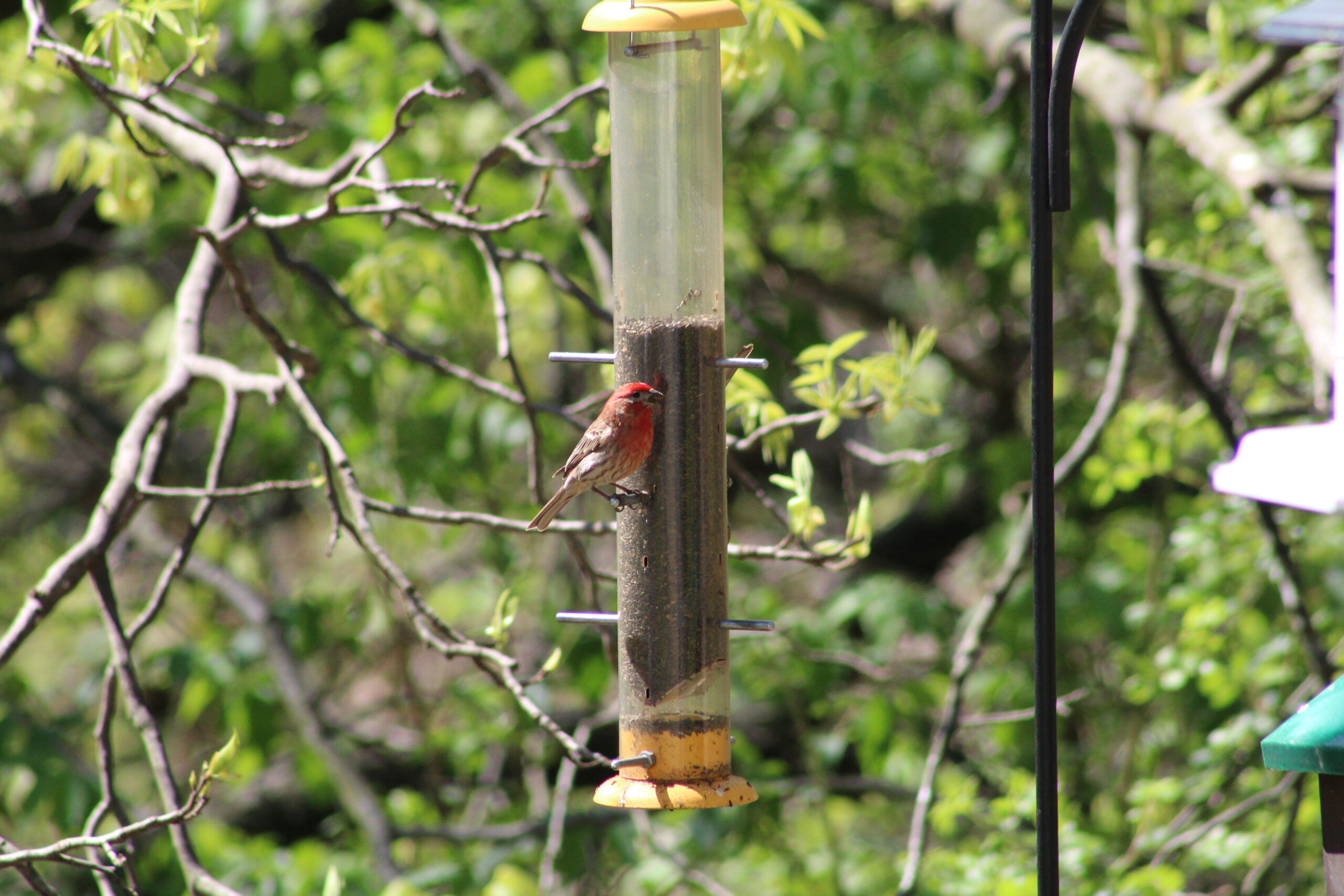 finch at feeder – Joni Shaffer
